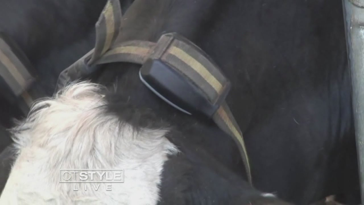 What's Brewing: Fitbit for Cows