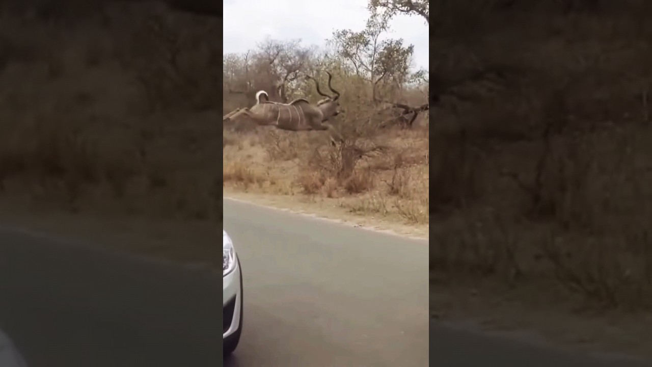 Greater Kudu Jumping
