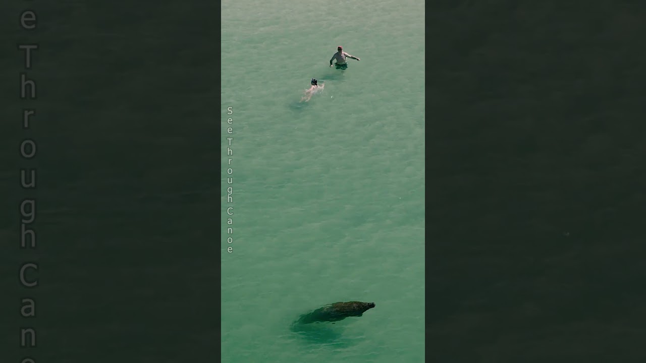 Proper Manatee Viewing Technique at the Beach in Florida