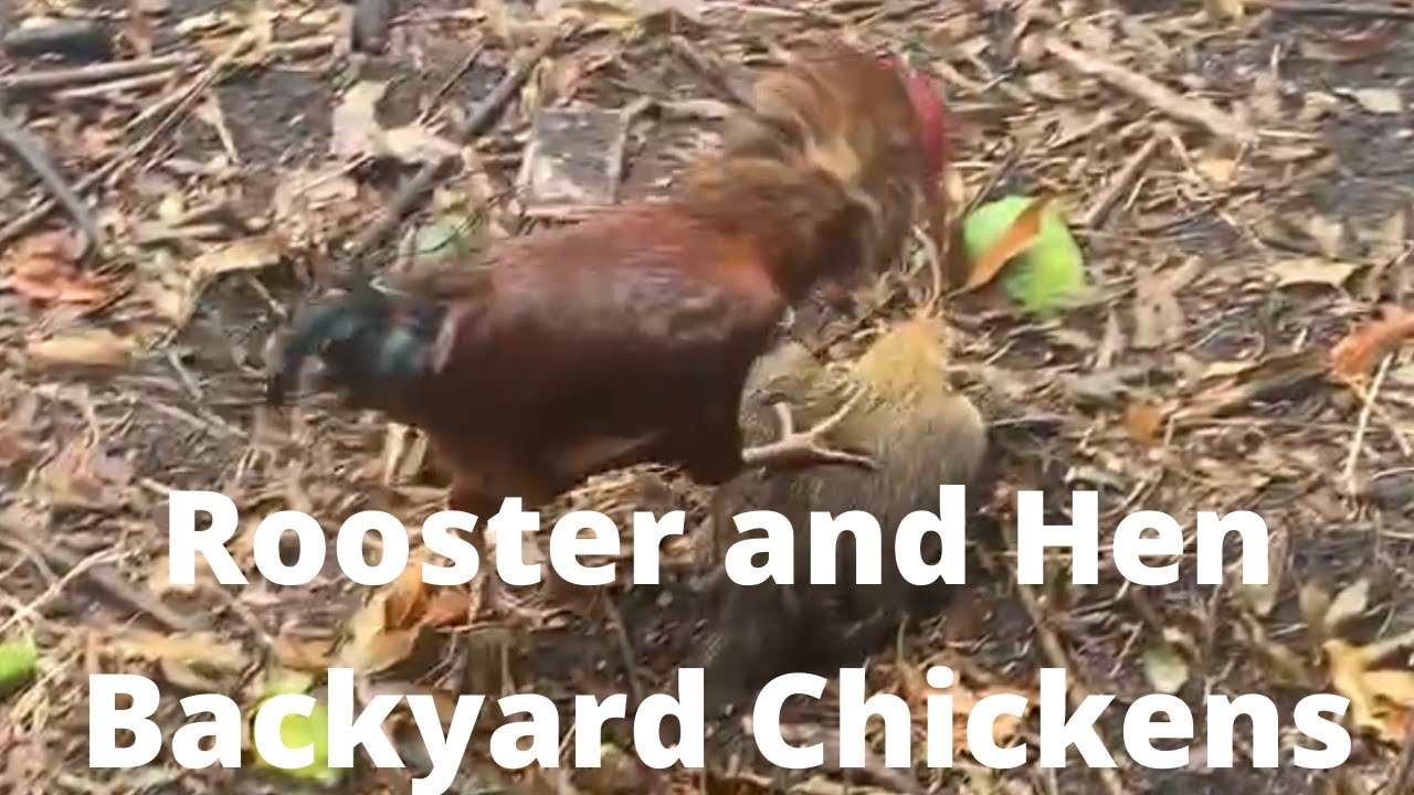 Backyard Chickens: Rooster and Hen