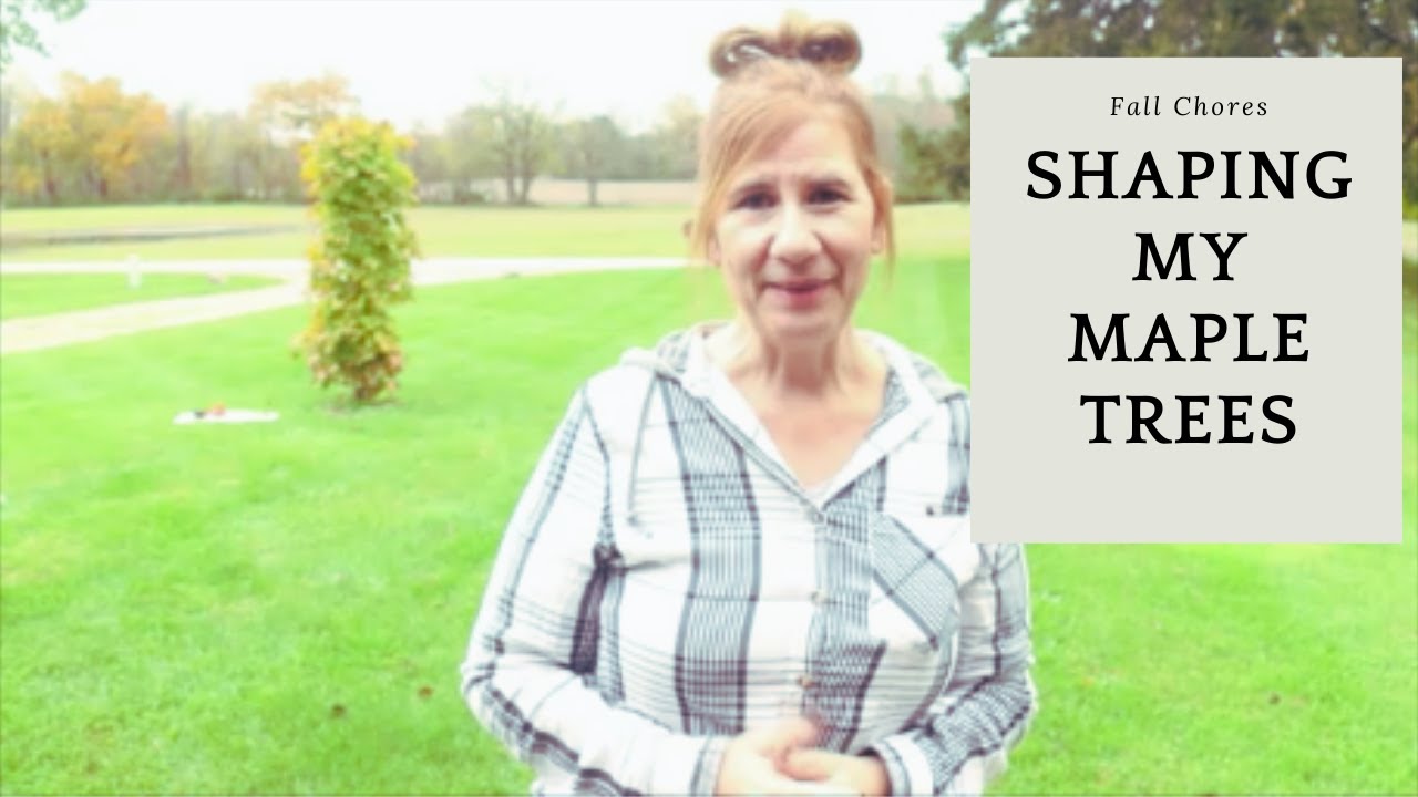 Shaping My Maple Tree| Pruning Maple Sapling