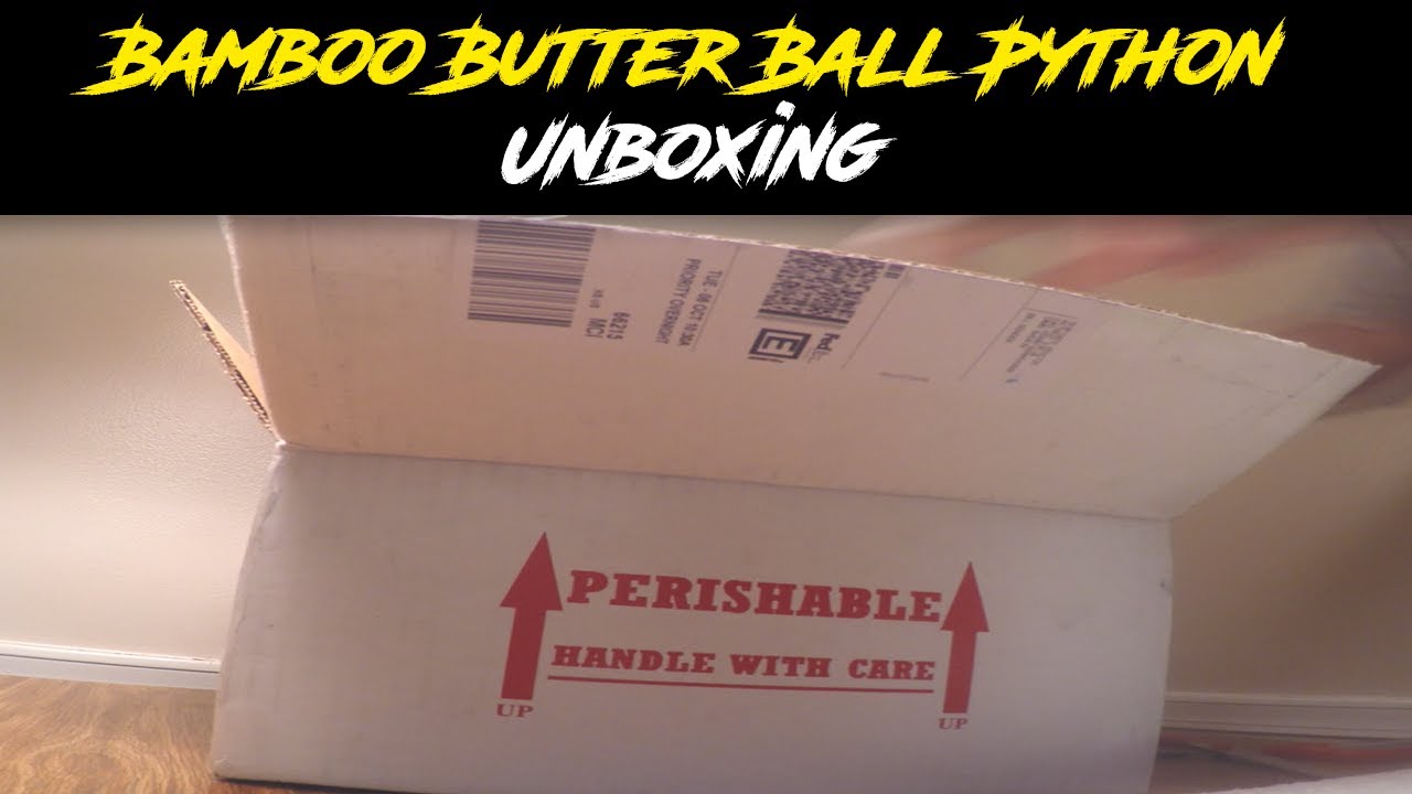 Unboxing The Bamboo Butter Ball Python