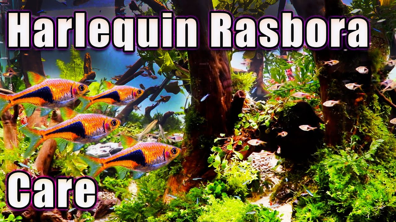 What you NEED to Know About The Harlequin Rasbora: Care and Breeding