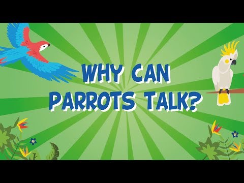 Why Parrots Can Talk basic listening…: English ESL video lessons