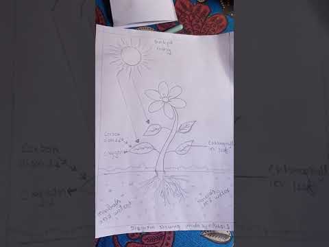 HOW TO DRAW A DIAGRAM OF PHOTOSYNTHESIS