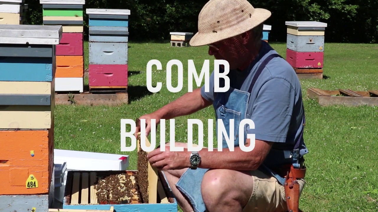 Comb Building