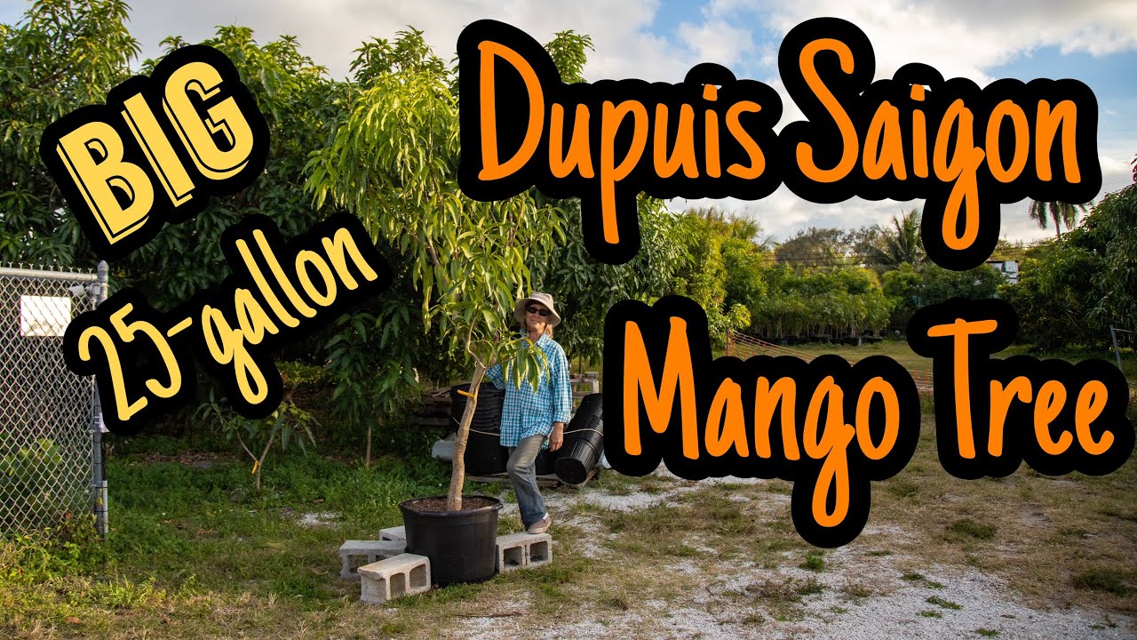 BIG 25-gallon 'Dupuis Saigon' Mango Tree!