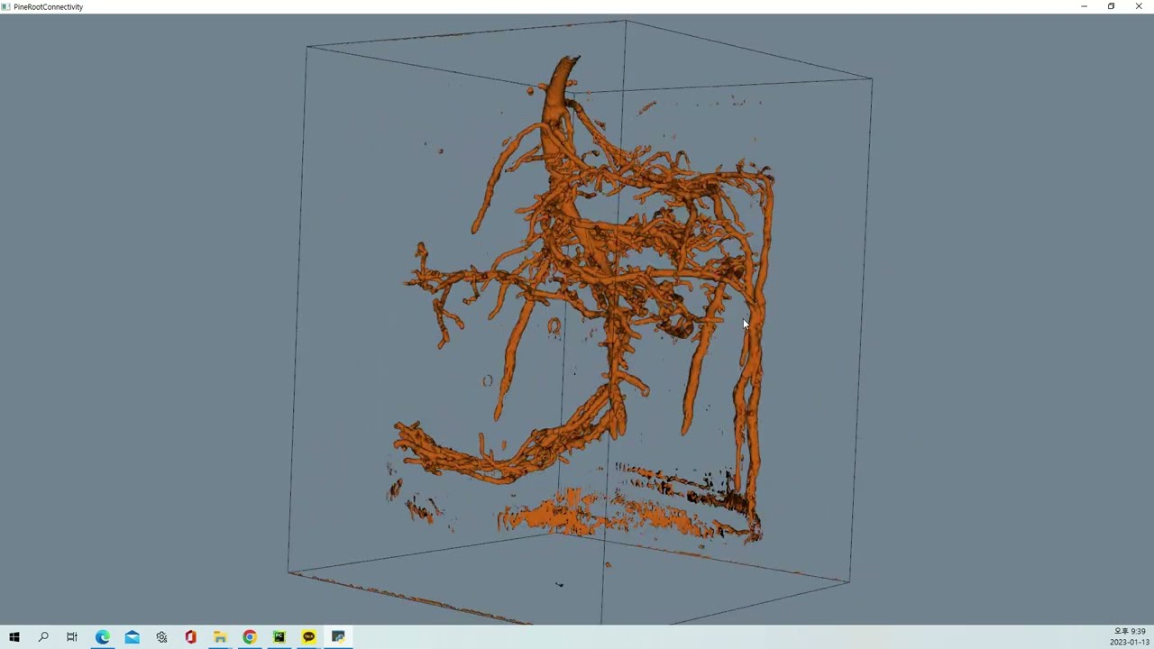 VTK Python Example - PineRootConnectivityA