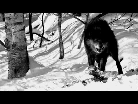 Stalley - "City of 30,000 Wolves" (Directed by Kellen Dengler)