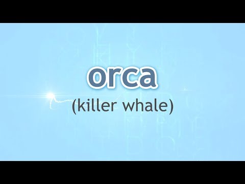 How to Pronounce Killer Whale (Orca) in Spanish