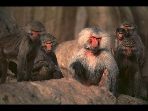 Hamadryas - The Sacred Baboon in Saudi Arabia (English)