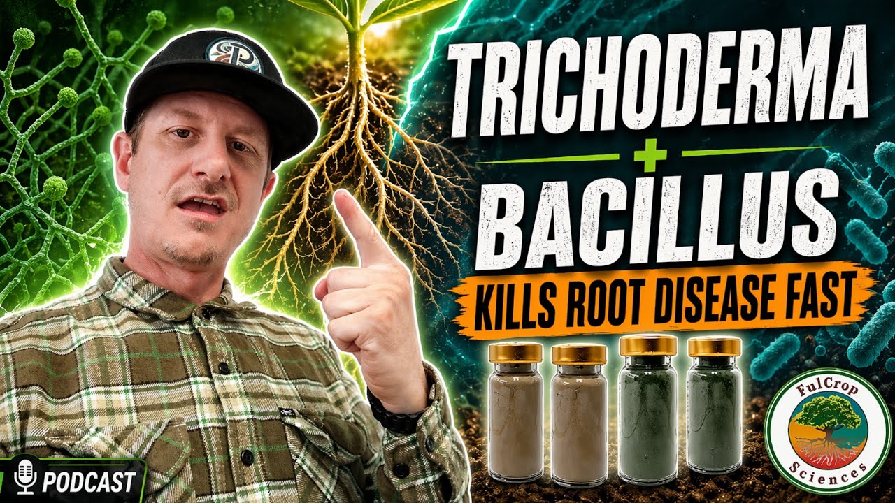 How Trichoderma and Bacillus Help Stop Root Disease Fast
