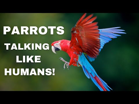 How do Parrots produce Human Speech | Why Parrots Talk Like Humans