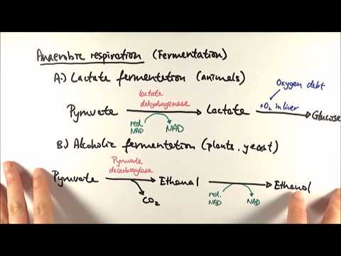 A2 Biology - Anaerobic respiration (OCR A Chapter 18.5)