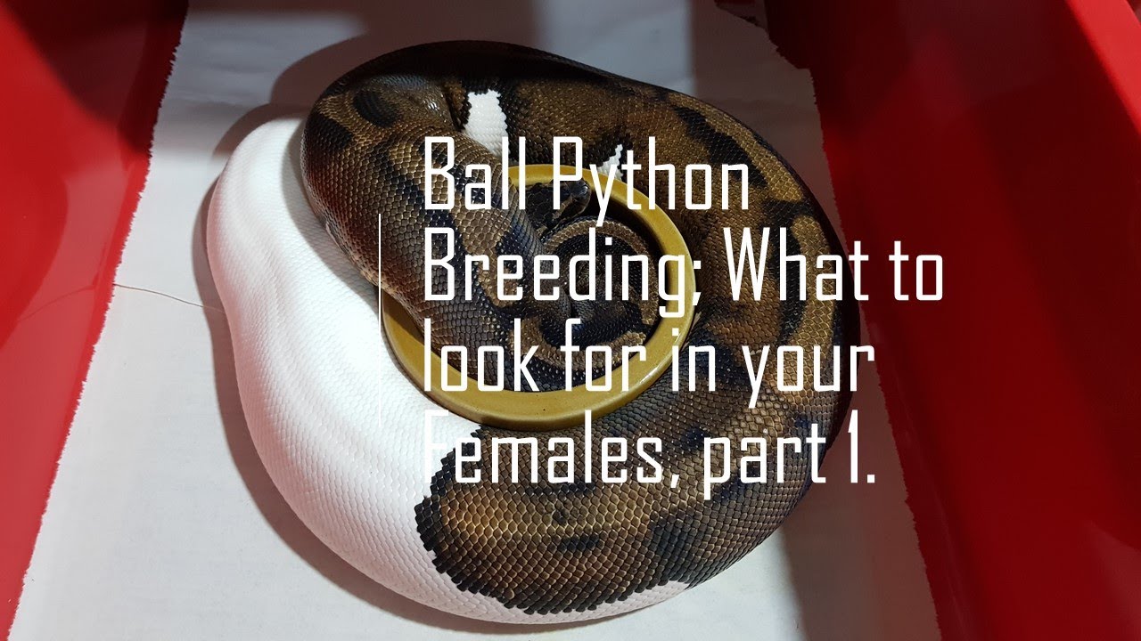 Most comprehensive book/guide/video on ball python breeding? - Ball Pythons - MorphMarket ...