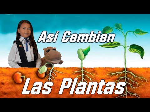 TOMi.digital - LAS PLANTAS Y LOS ANIMALES