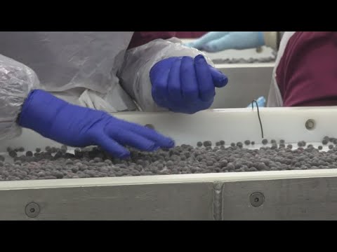Maine wild blueberry farms prepare for annual celebration of the crop