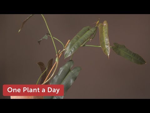 Philodendron atabapoense Houseplant Care — 201 of 365