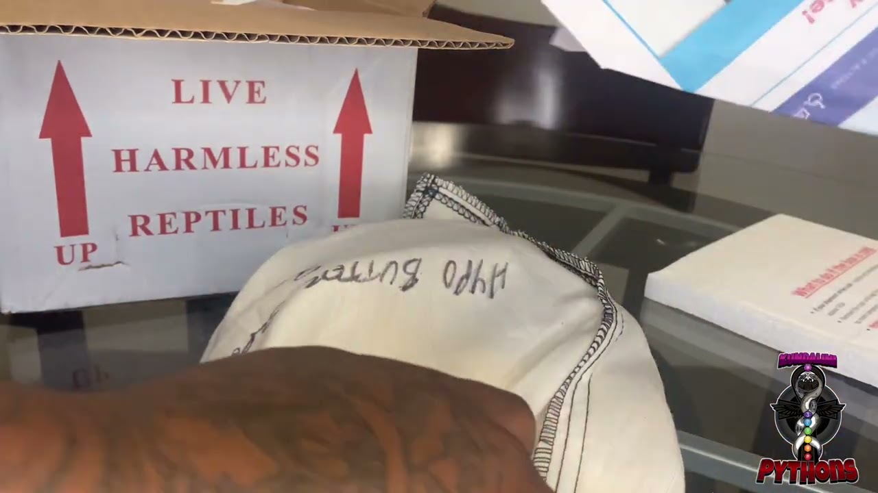 Ball Python Unboxing!!! | Hypo Butter Super Enchi