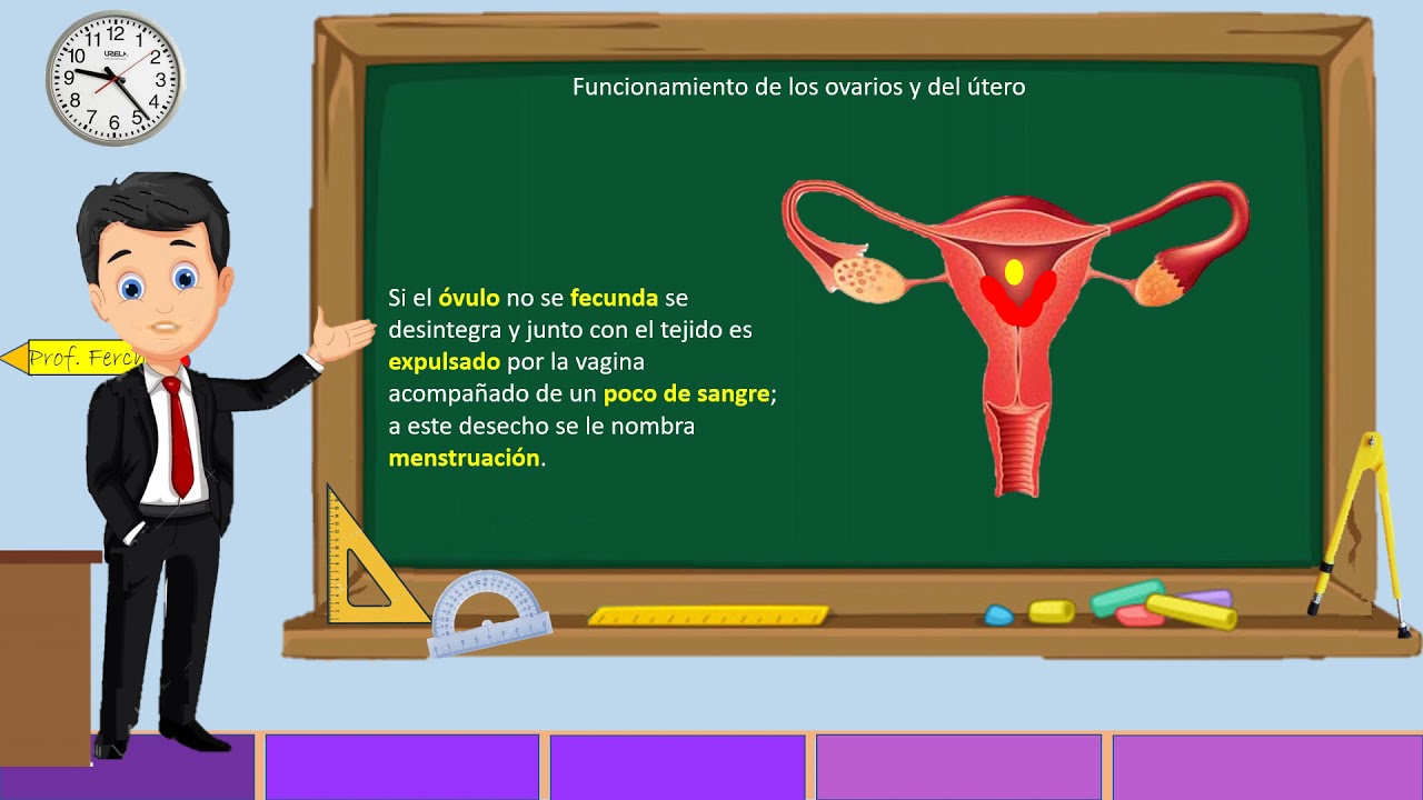 Características generales del desarrollo