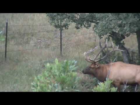 400"+ HUGE 8x7 COLORADO BULL ELK