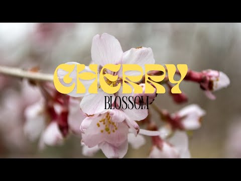 I Explored Sakura Serenity and Found the Hidden Beauty. #Tranquil Views, #Spring Flowers