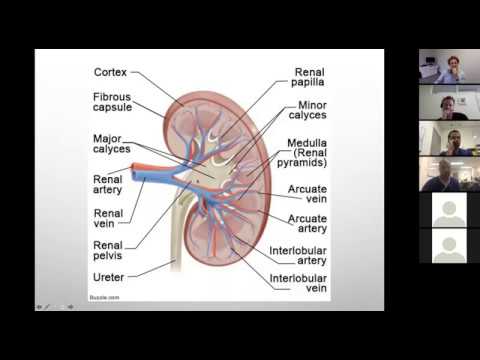 Renal ultrasound