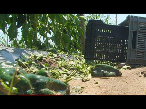 Rain and Hail Cause Chilean Crop Loss in Cadereyta Jiménez