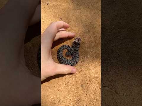 Baby Eastern Hognose Snake!