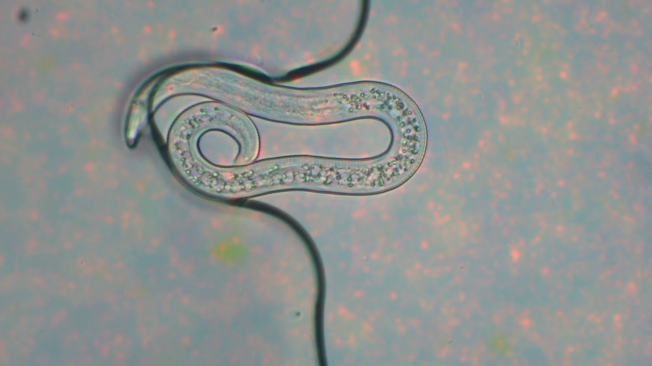 Helicotylenchus sp
