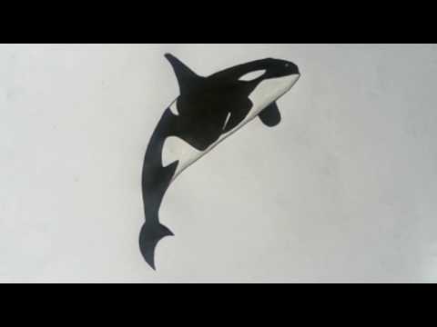 How To Draw a Killer Whale (Orca) | Easy Drawing for Kids