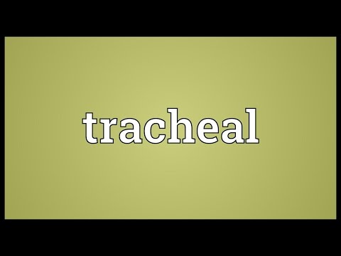 Tracheal Meaning