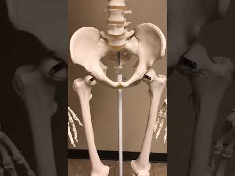 Bona Fide Anatomy -- Pelvic Girdle (ilium, ischium, & pubic bone)