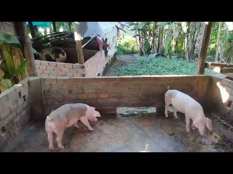 How to raise pigs to grow up faster