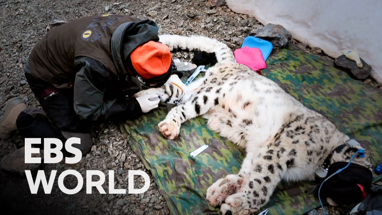 The Snow Leopard : A Rare Sight Even for Locals | how Scientists Study the Ghost Cat #PICKDOCU