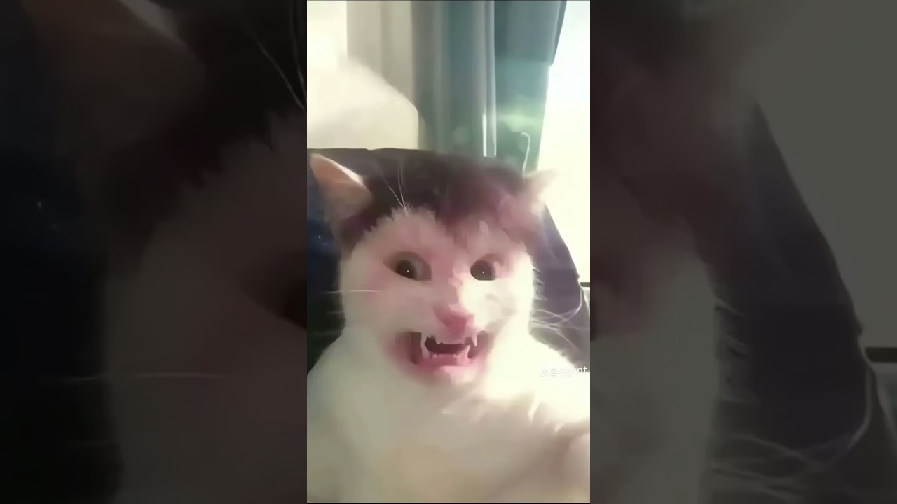 Clutterfunk cat
