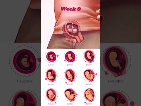 Week 5 to 12 of Pregnancy 🥰💯 #fetaldevelopment #weekbyweek #fetus #embryo