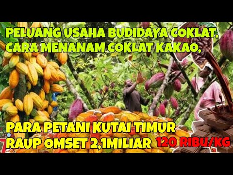 PELUANG USAHA BUDIDAYA COKLAT CARA MENANAM COKLAT KAKAO, PARA PETANI KUTAI TIMUR RAUP OMSET2,1MILIAR