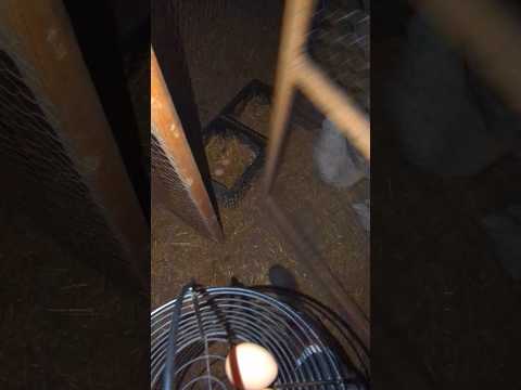 Night Time Chicken Egg Collecting!! #chickeneggs