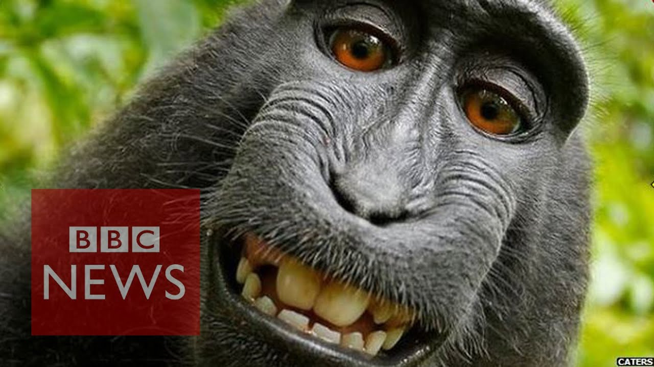 Monkey selfie row - BBC News