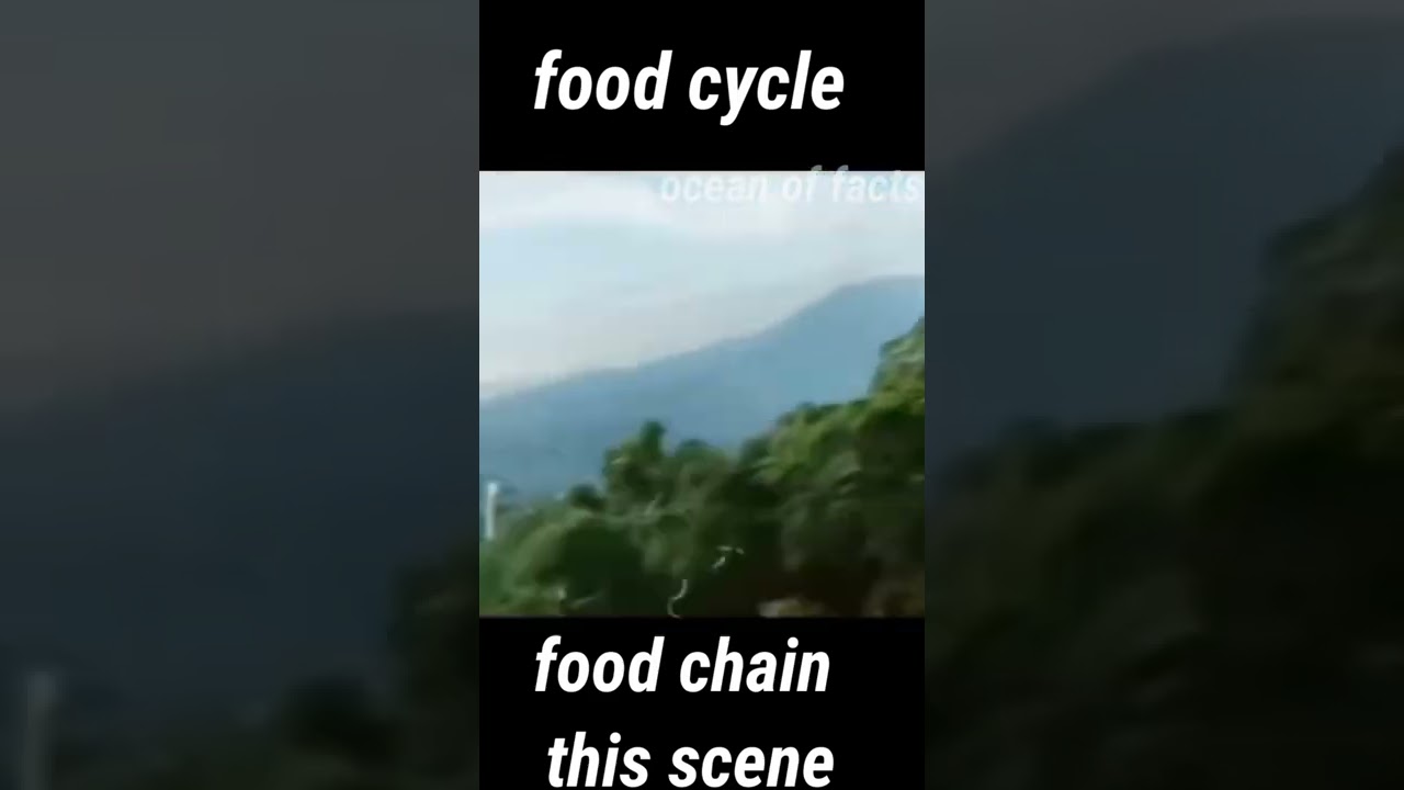 food chain | #shorts #foodchain #snakevideos  #snakeheadhunting