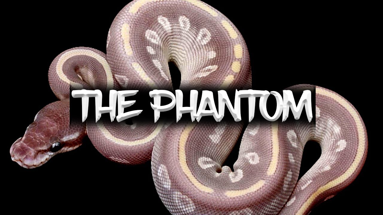 The 'Phantom' Ball Python!