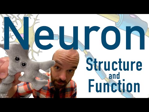 Nervous System – Videos and Resources – Siebert Science