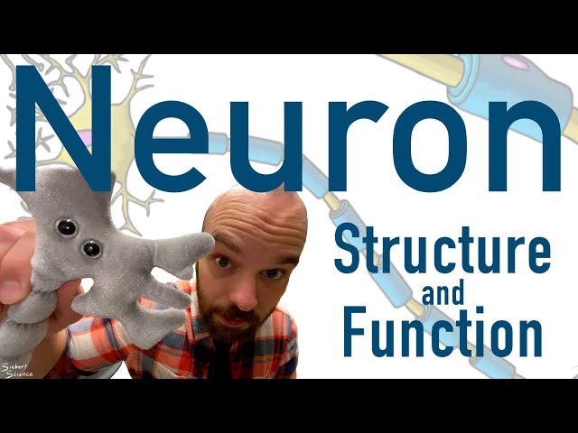 Understanding Neuron Structure and Function: How Your Brain Cells Work ...