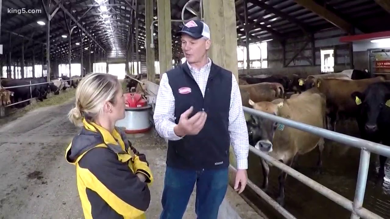 Robots use lasers and cameras to milk cows