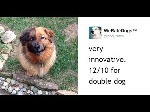 This Twitter Account Rates Dogs And It’s Hilarious!! 😂🐩