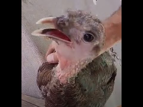 What's So Special About Heritage Turkeys?