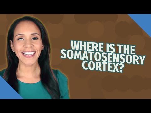 Where is the somatosensory cortex?