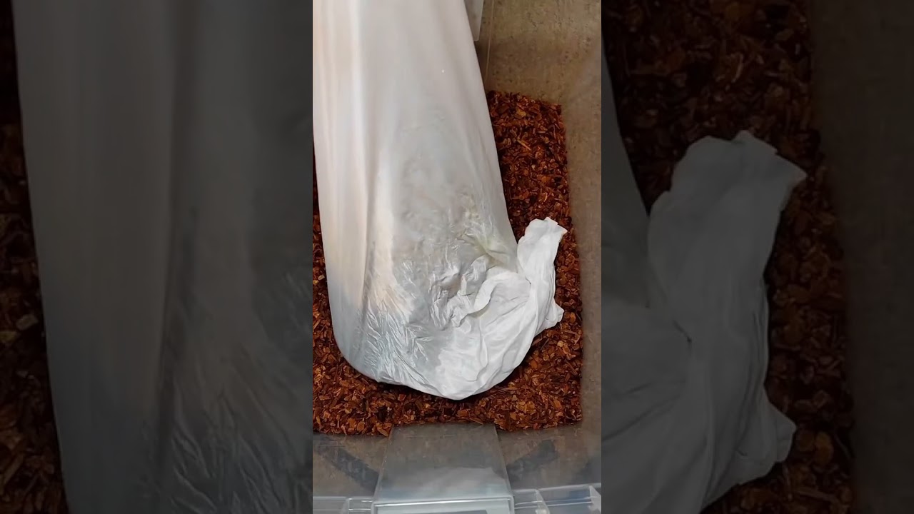 Unboxing The Worlds Largest Snake