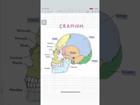 Cara mudah hafalkan anatomy cranium #anatomy #edukasi #kedokteran #tutorial #viral #highlights